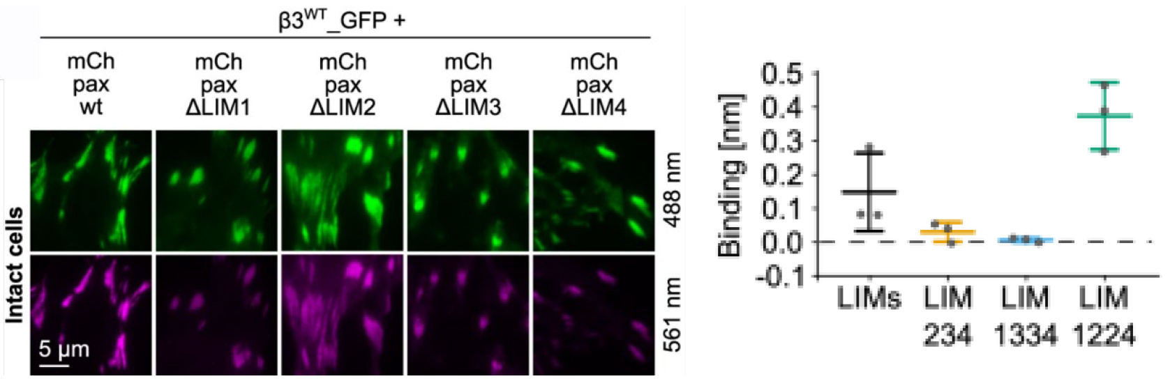 Our research | Protein Dynamics | Tampere Universities