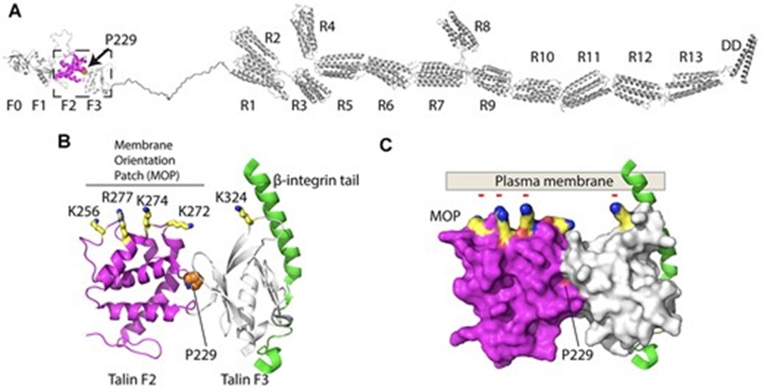 Our research | Protein Dynamics | Tampere Universities