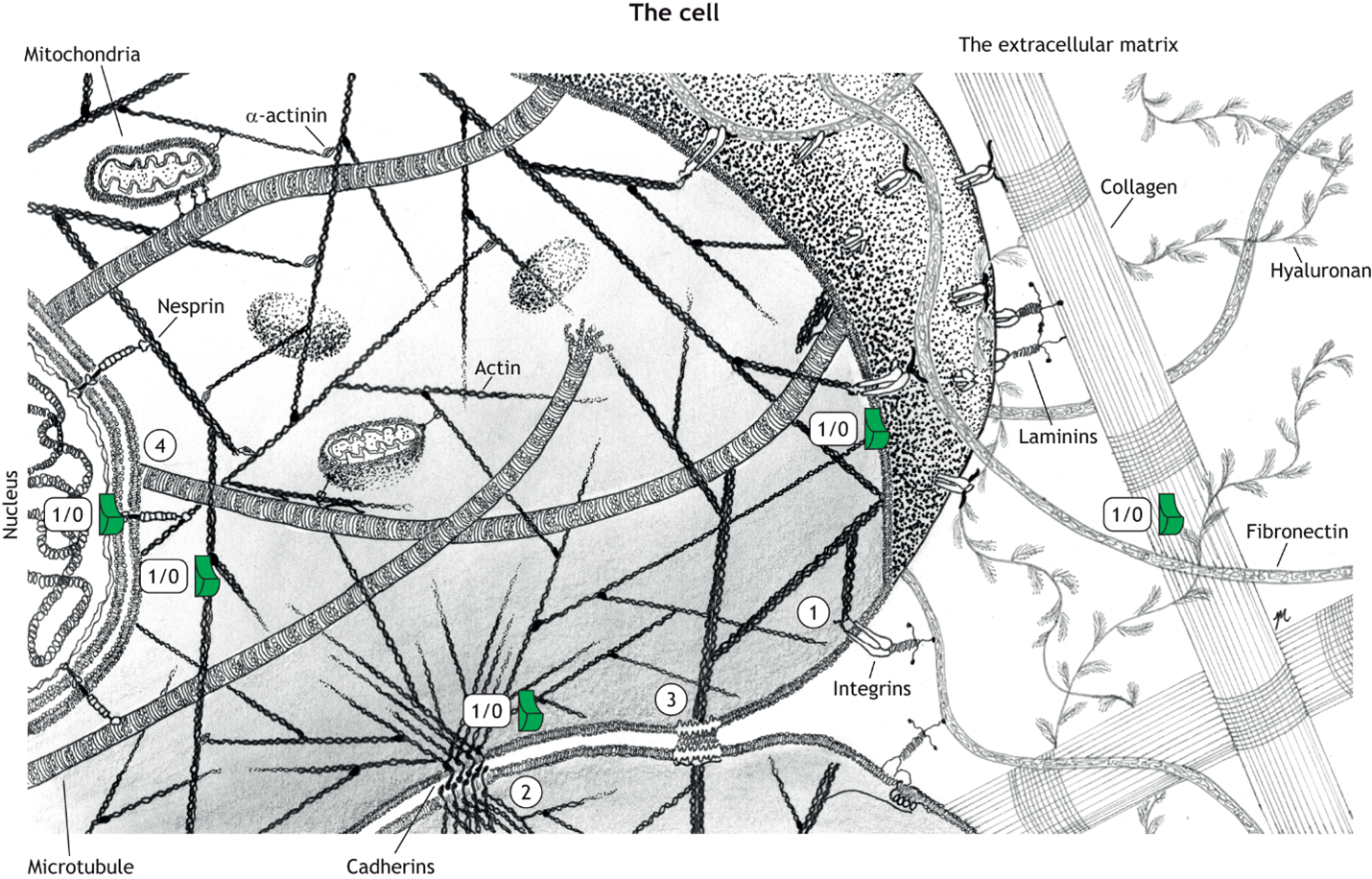 Protein Dynamics | Tampere Universities